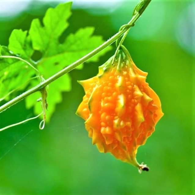 Vruchten II - Kwis Anda Suriname quiz